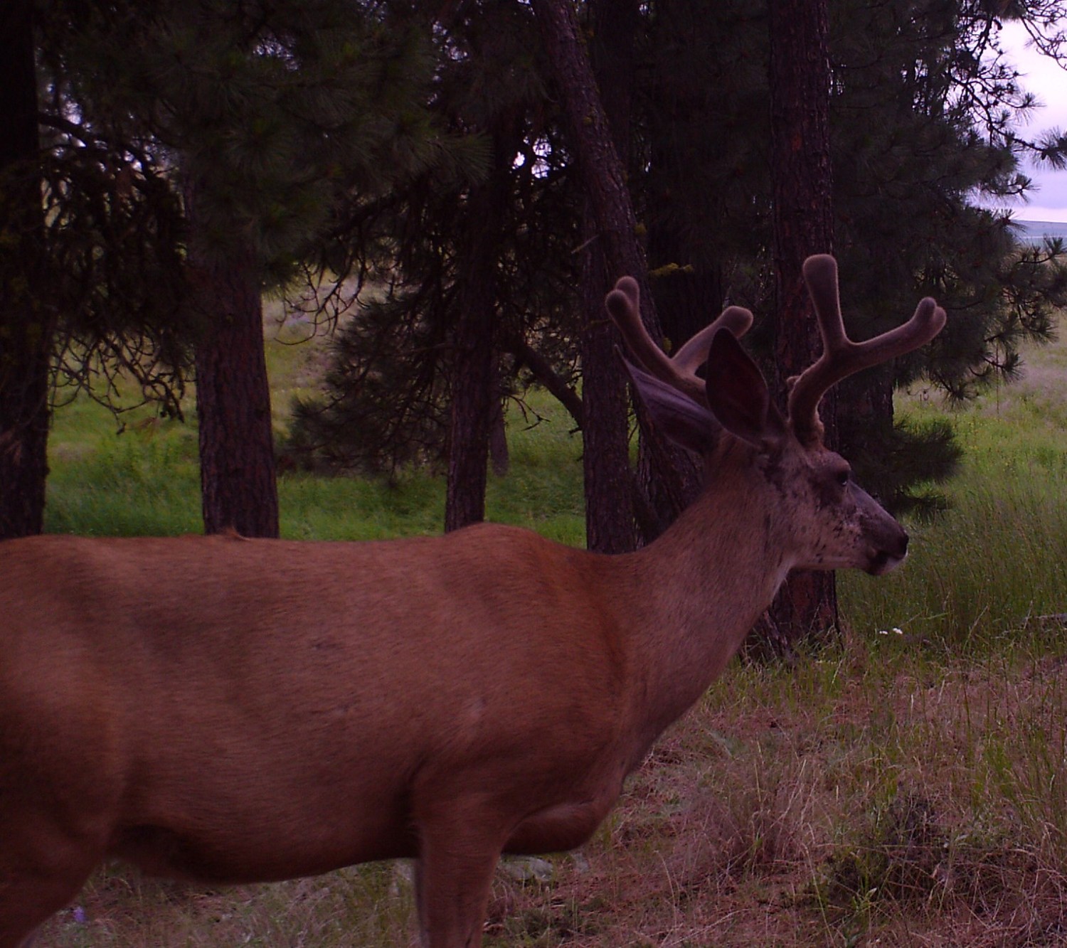 51 2 mule deer in velvet – Pacific Northwest Animals