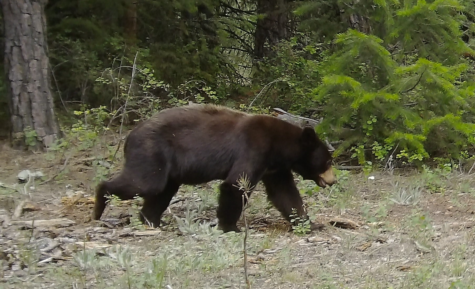 Bear – Pacific Northwest Animals